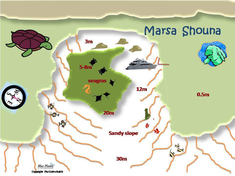 Du gros, du petit, et de la tortue - The Diving Lizard